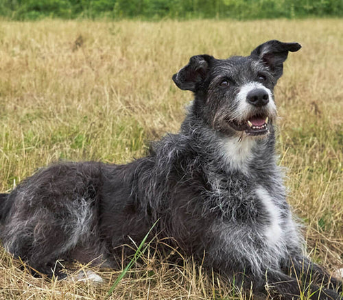 PALOPA Japan（パロパ）オフィシャルサイト